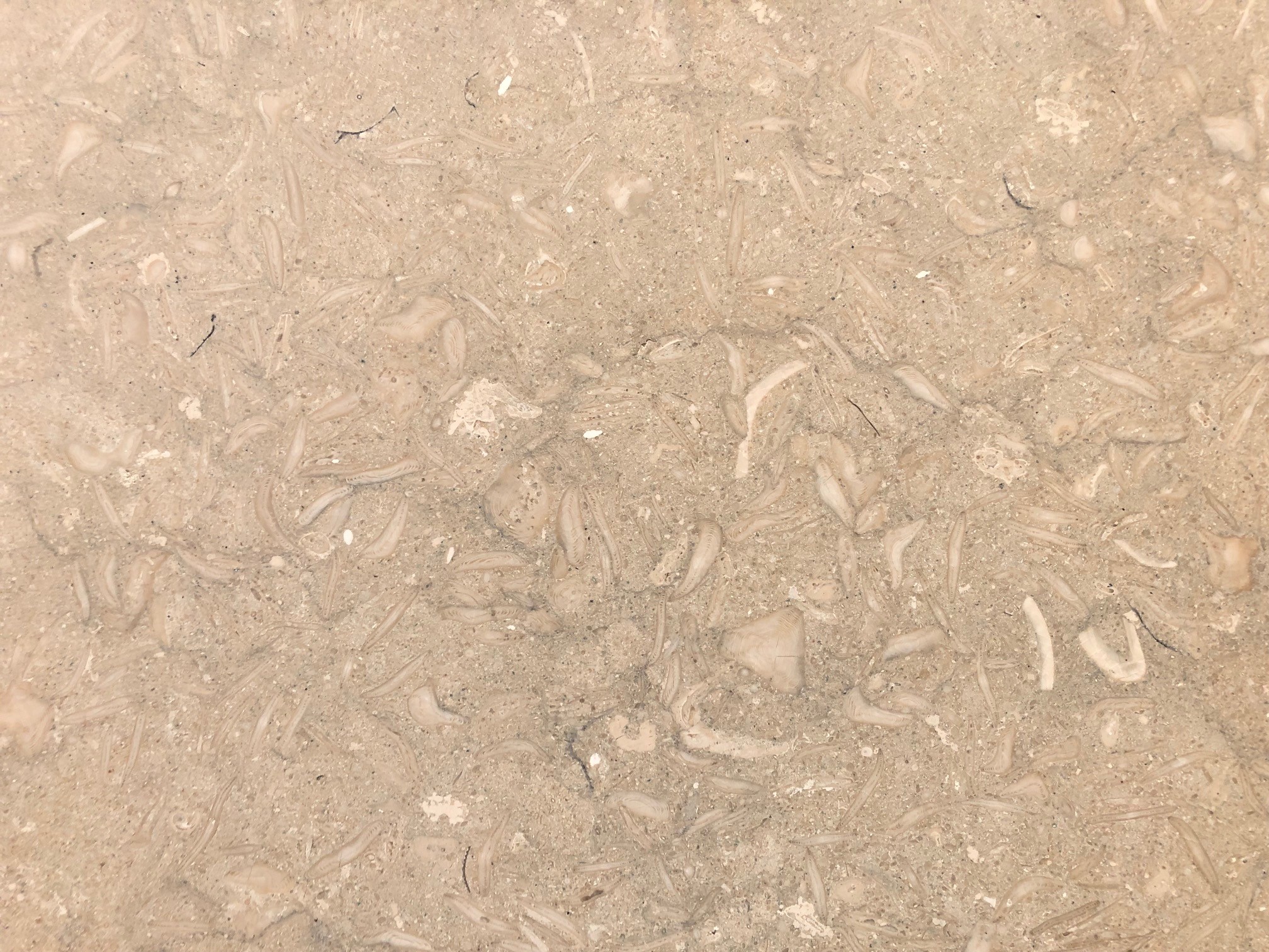 FOSSIL LIMESTONE ROUGH bestel je bij BMB